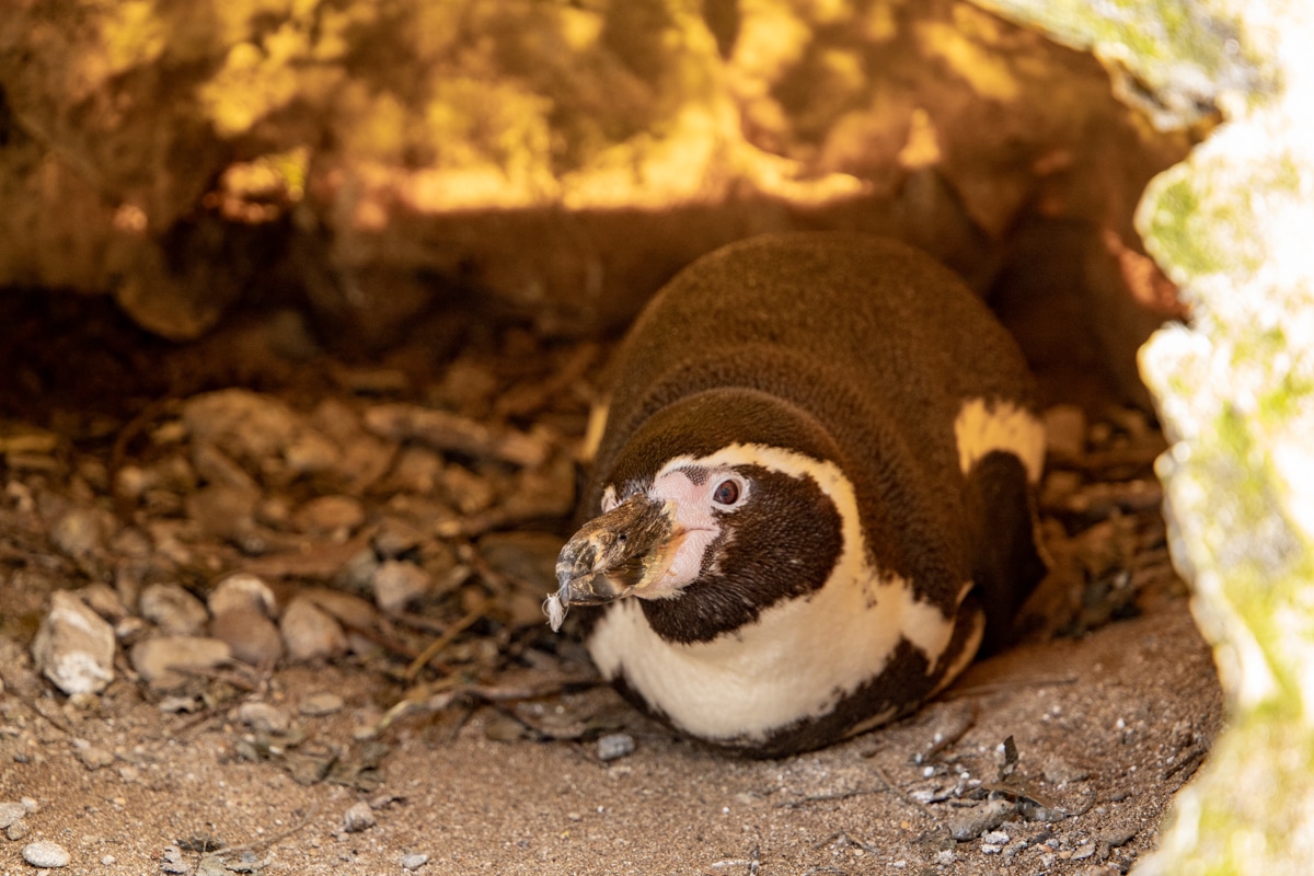 5 surprising facts you didn't know about penguin eggs - Newquay Zoo