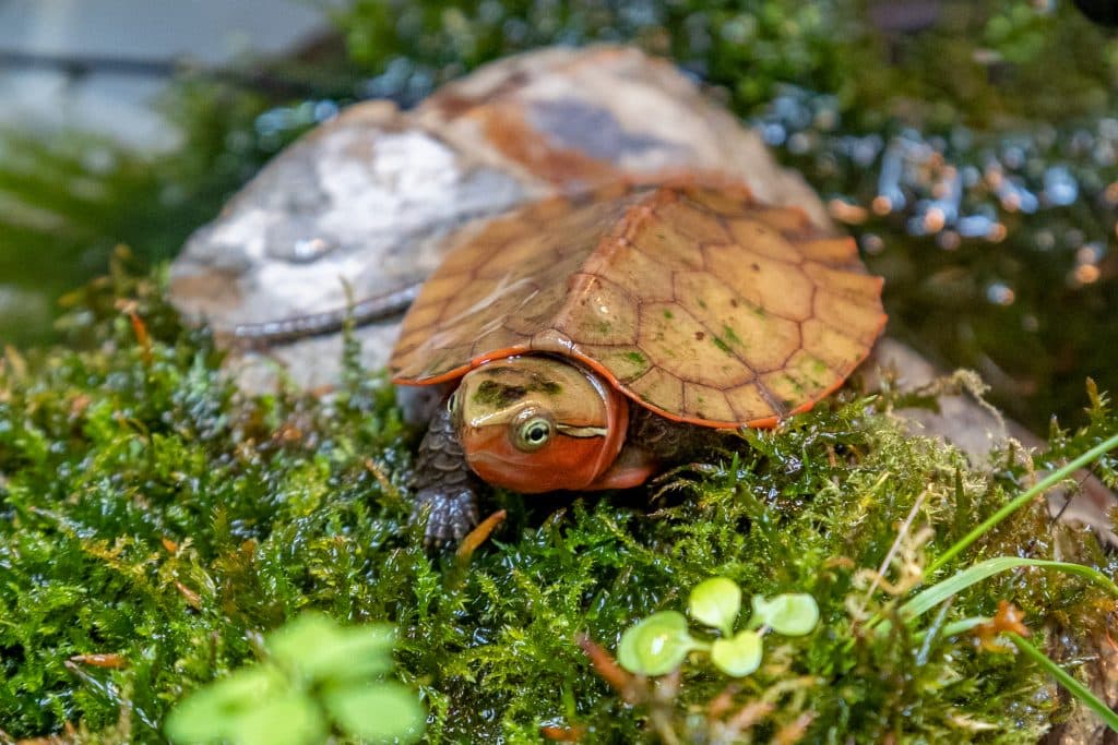Big-headed turtle - Newquay Zoo