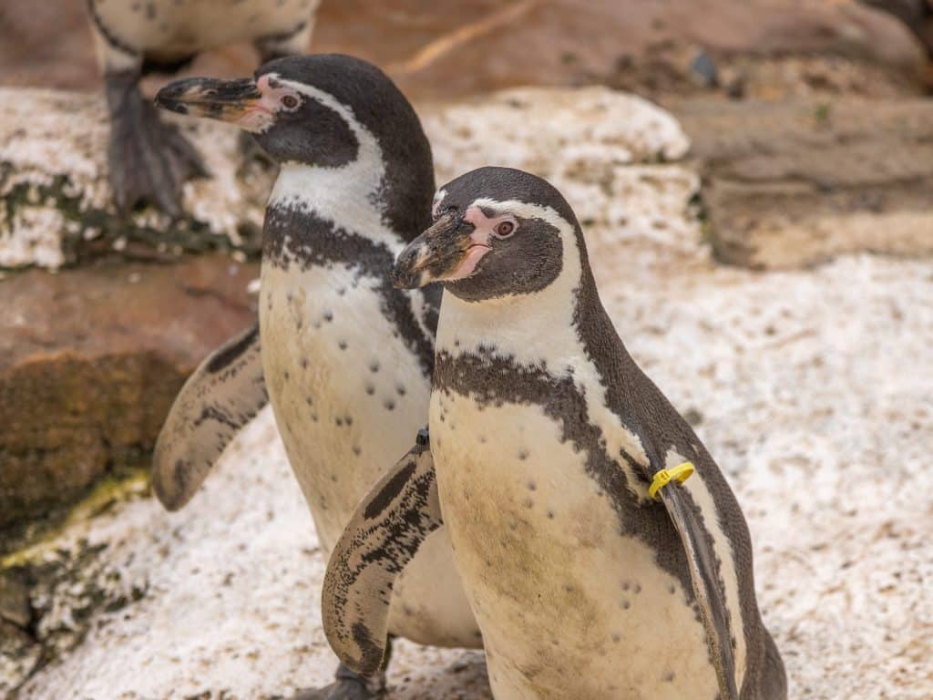 5 surprising facts you didn't know about penguin eggs - Newquay Zoo