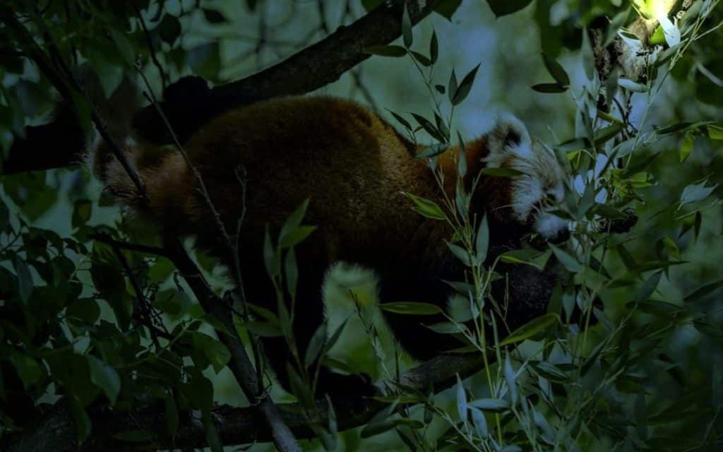Red pandas: 5 fabulous facts that will leave you smitten - Newquay Zoo