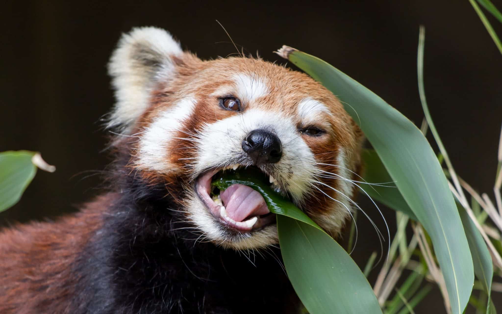 Red pandas: 5 fabulous facts that will leave you smitten - Newquay Zoo