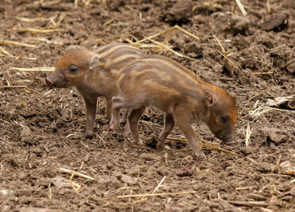 Visayan warty piglets: top 5 surprising facts that will melt your heart ...