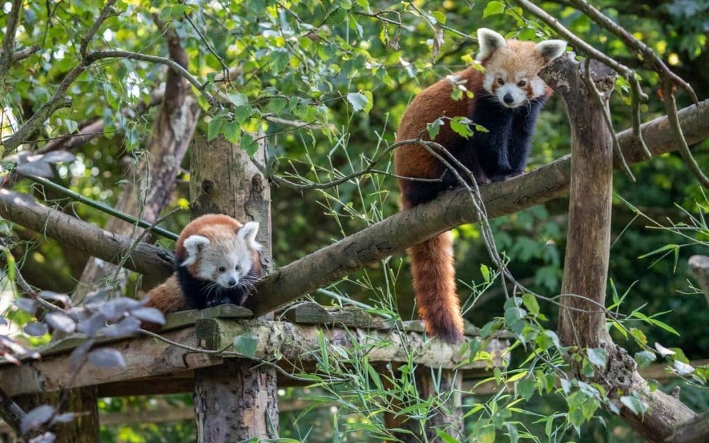 Red pandas: 5 fabulous facts that will leave you smitten - Newquay Zoo