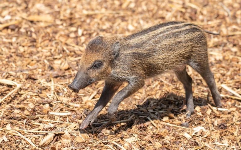 Visayan warty piglets: top 5 surprising facts that will melt your heart ...