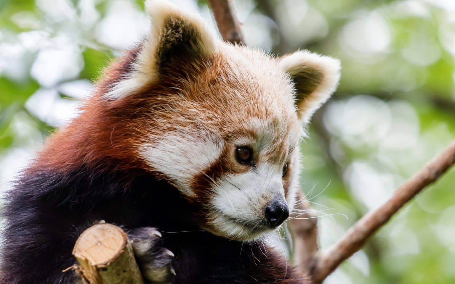 Red pandas: 5 fabulous facts that will leave you smitten - Newquay Zoo