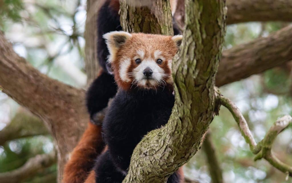 Red pandas: 5 fabulous facts that will leave you smitten - Newquay Zoo