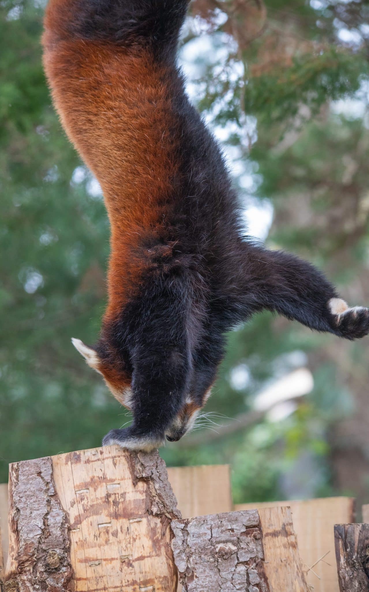 Red pandas: 5 fabulous facts that will leave you smitten - Newquay Zoo