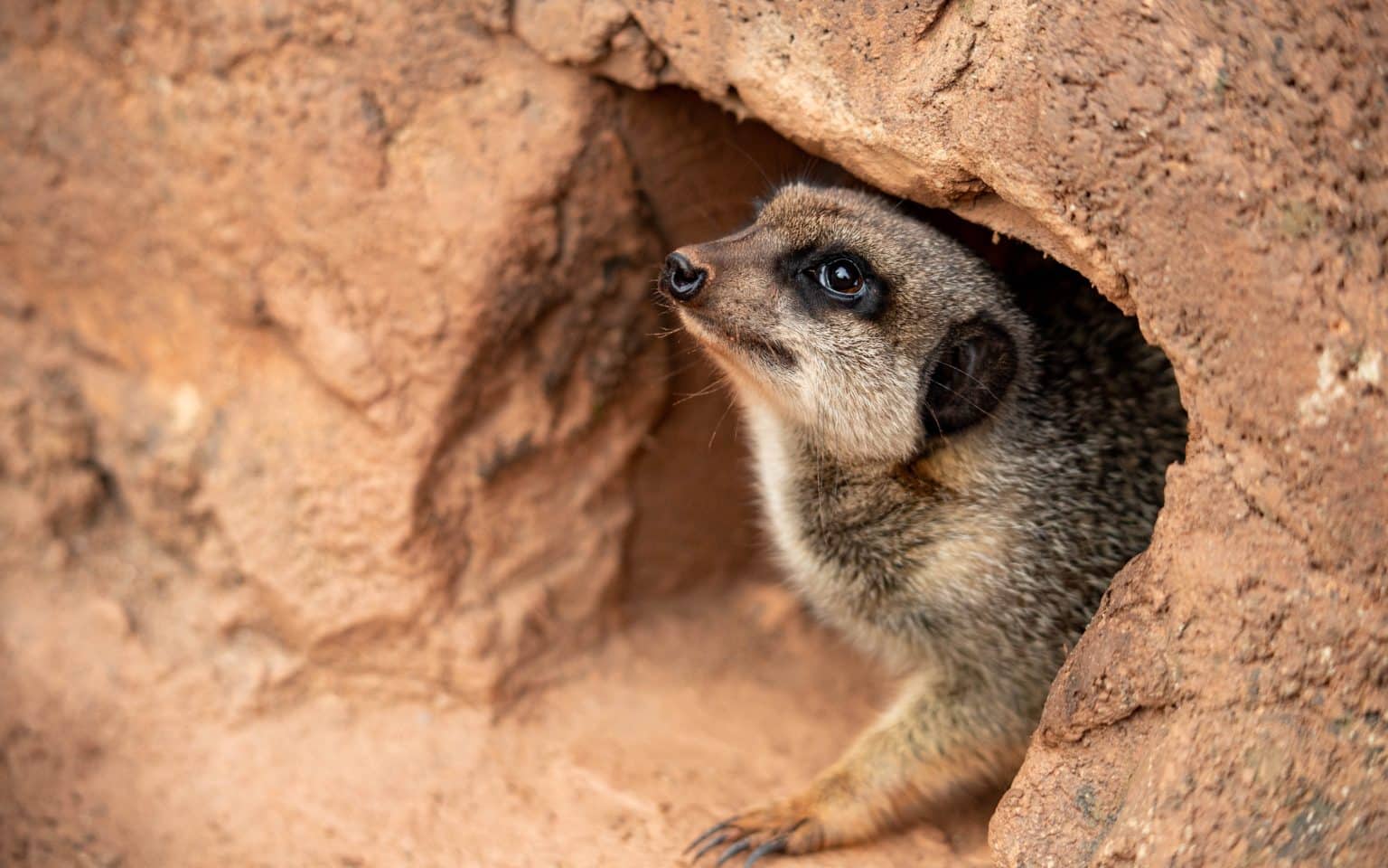 Marvellous meerkats: top 5 facts that will fascinate you! - Newquay Zoo