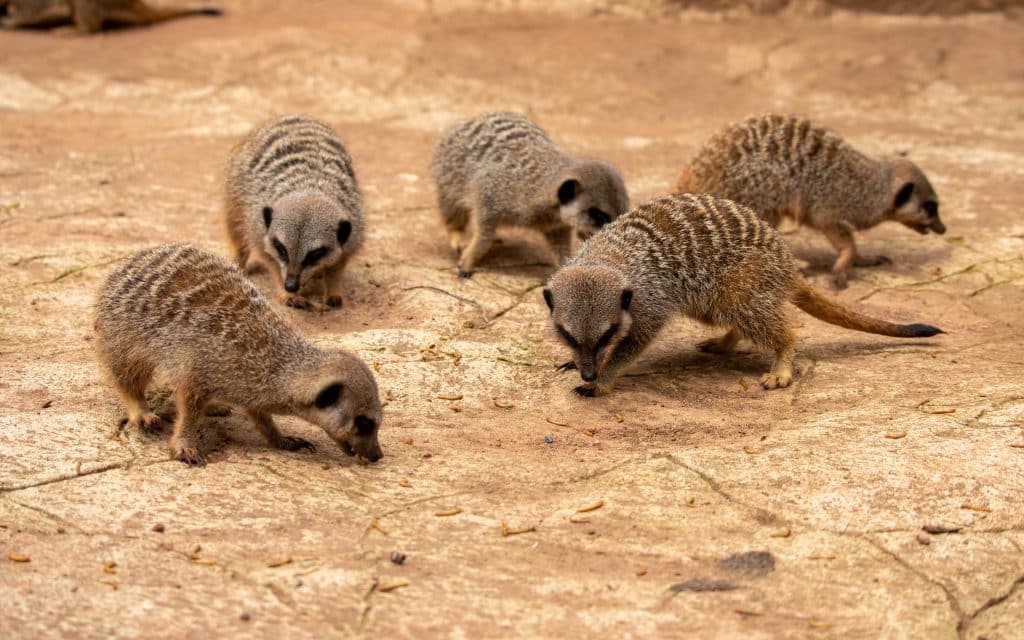 Marvellous meerkats: top 5 facts that will fascinate you! - Newquay Zoo