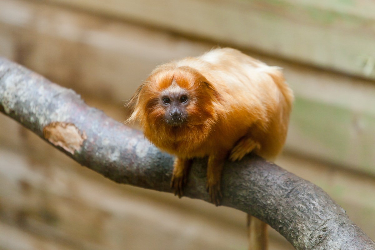 Celebrating World Golden Lion Tamarin Day at Newquay Zoo - Newquay Zoo