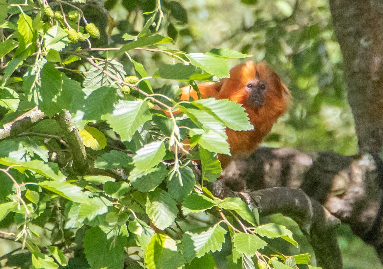 Celebrating World Golden Lion Tamarin Day at Newquay Zoo - Newquay Zoo