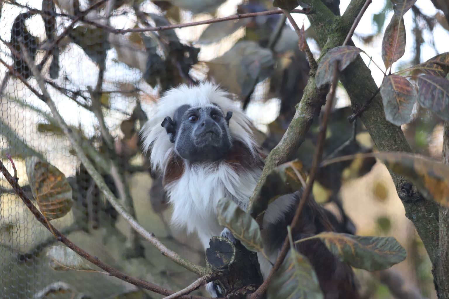 Rare monkey pair on show at Newquay Zoo - Newquay Zoo