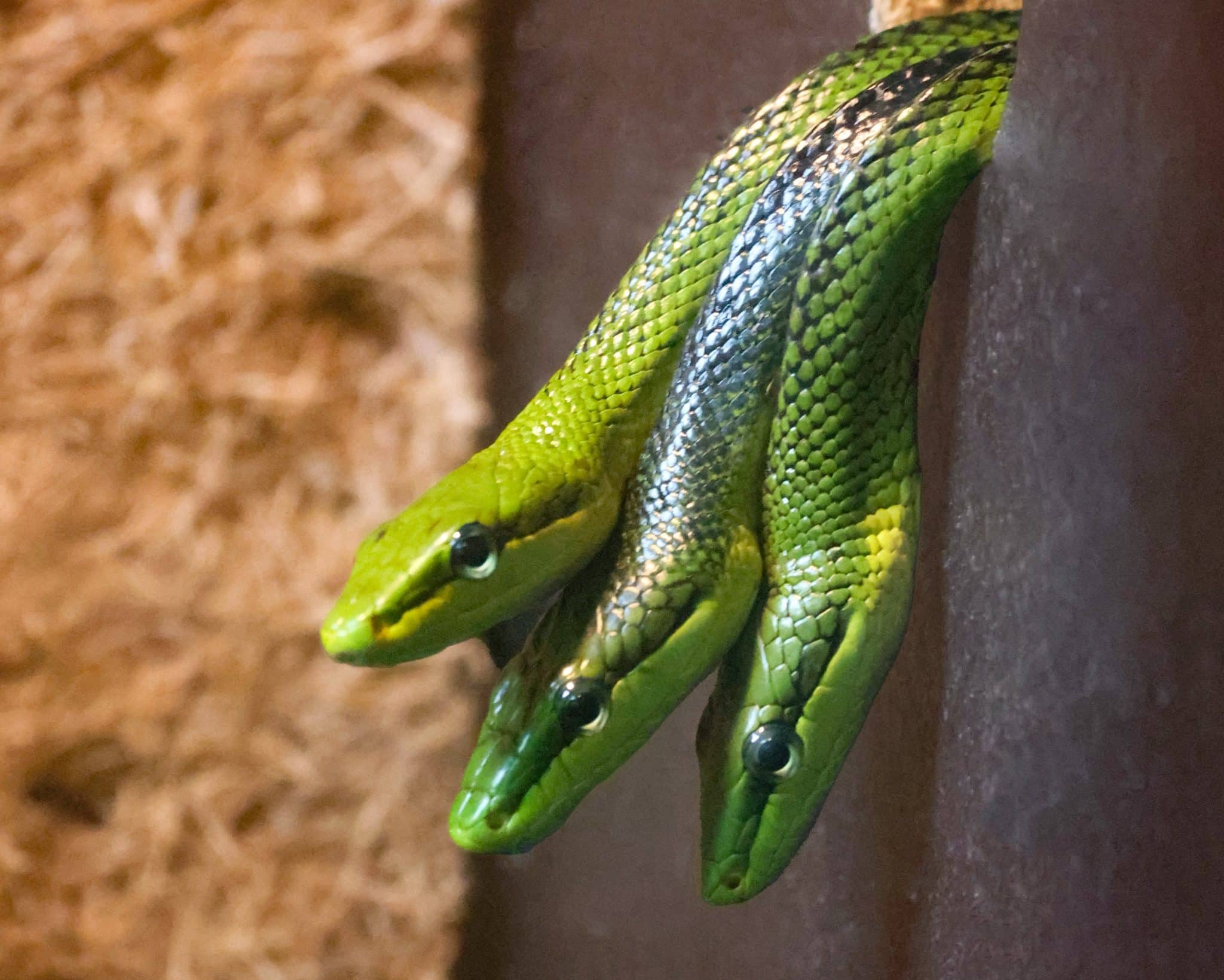 An 'Easter miracle' for Newquay Zoo as another ‘wonder’ snake is ...