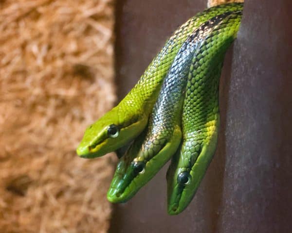 An 'Easter miracle' for Newquay Zoo as another ‘wonder’ snake is ...