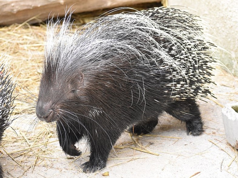 Cape porcupine - Newquay Zoo