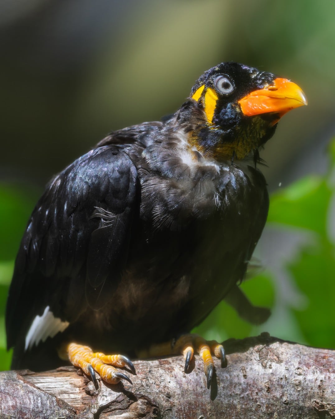 Hill mynah - Newquay Zoo