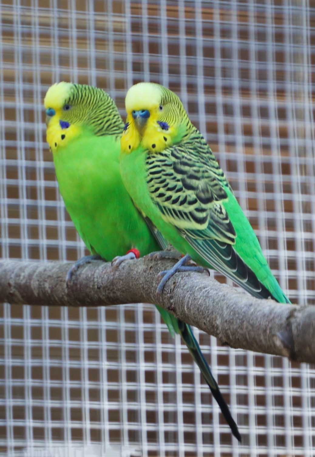 Australian budgerigar - Newquay Zoo