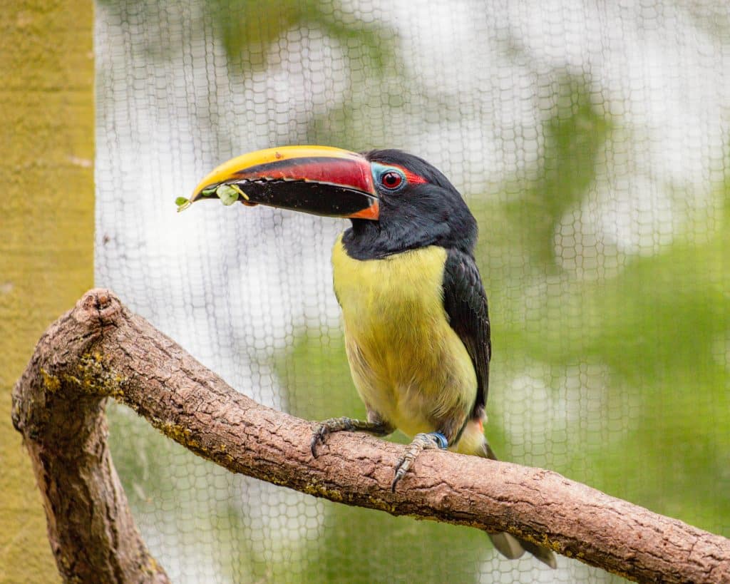 Green araçari toucan - Newquay Zoo