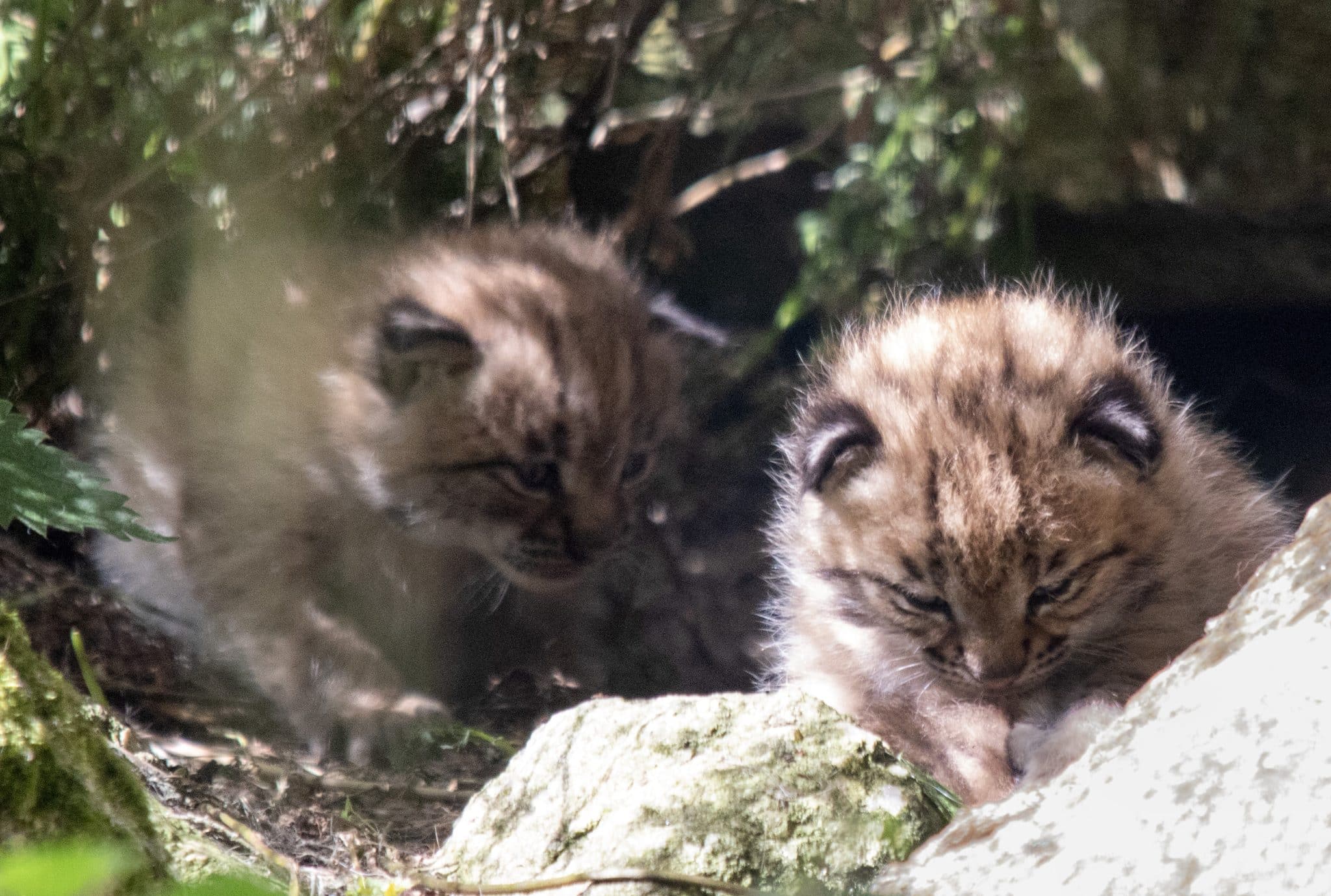 A round of ap-paws for Newquay Zoo’s new lynx kittens - Newquay Zoo