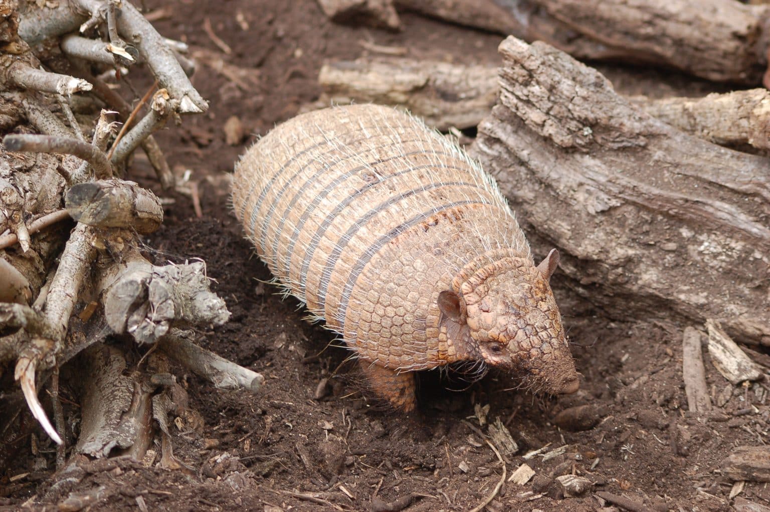 Six-banded armadillo - Newquay Zoo