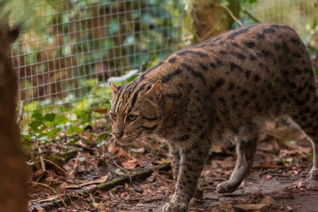 Fishing Cat - Newquay Zoo
