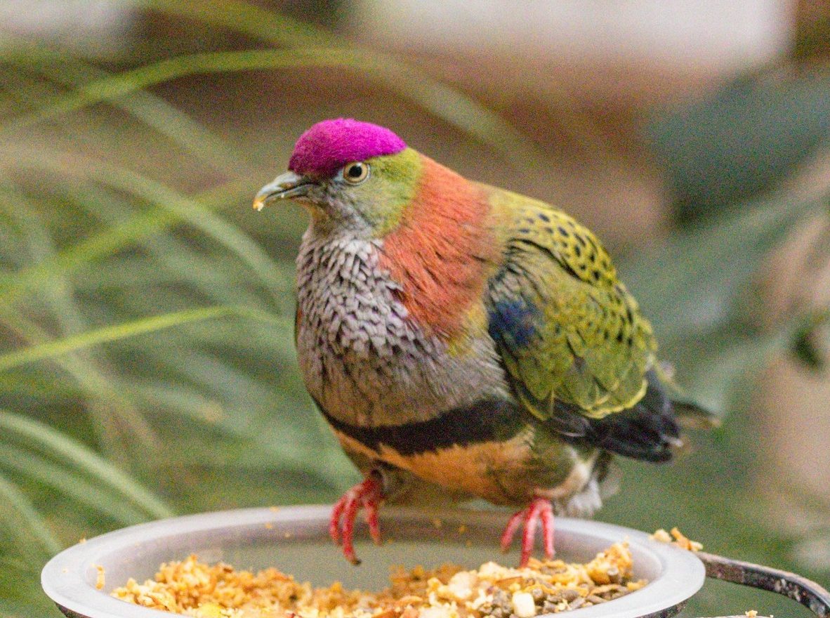 Superb fruit dove - Newquay Zoo