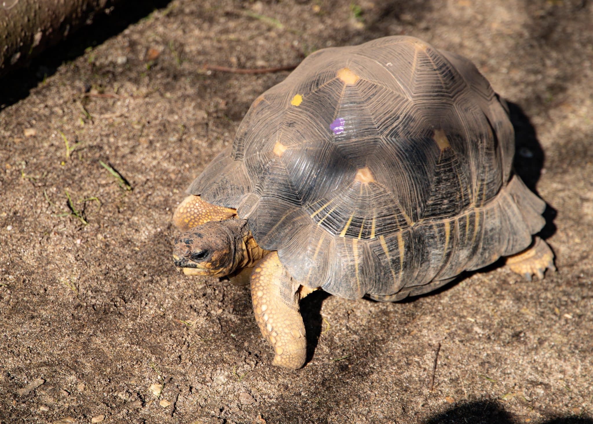 Tortoise spa day! Our Radiated Tortoises are lining up for their new ...