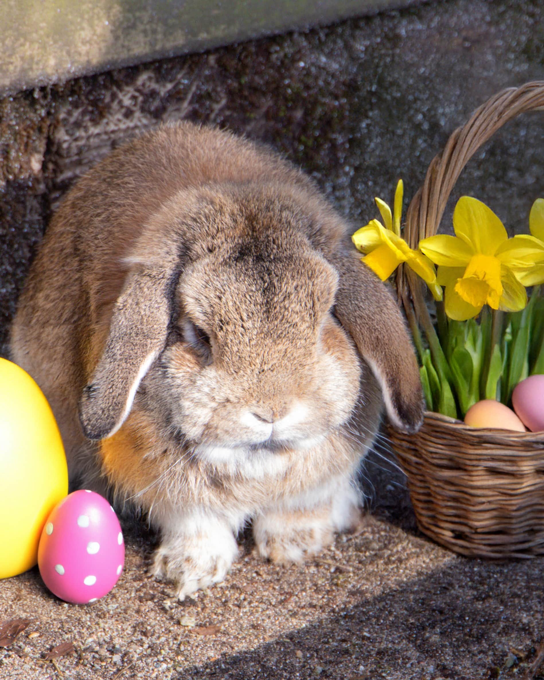 A HARE-RAISING ADVENTURE AWAITS: EASTER FUN FOR THE WHOLE FAMILY AT ...