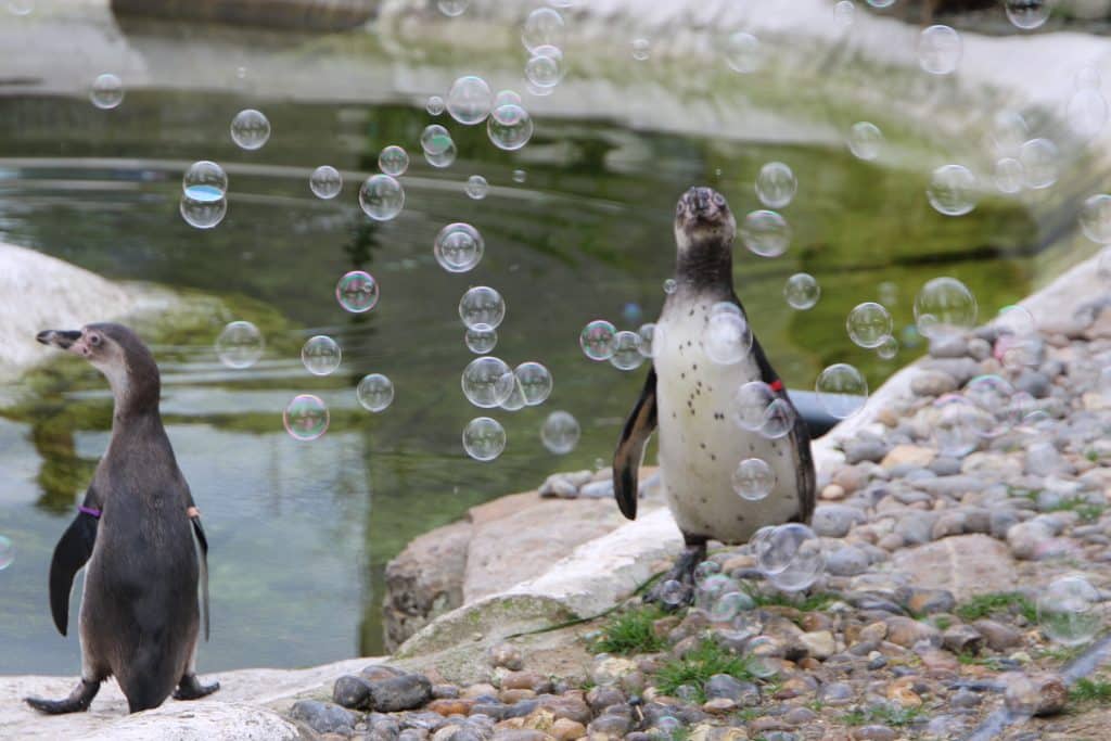 Party time for our penguins! - Newquay Zoo
