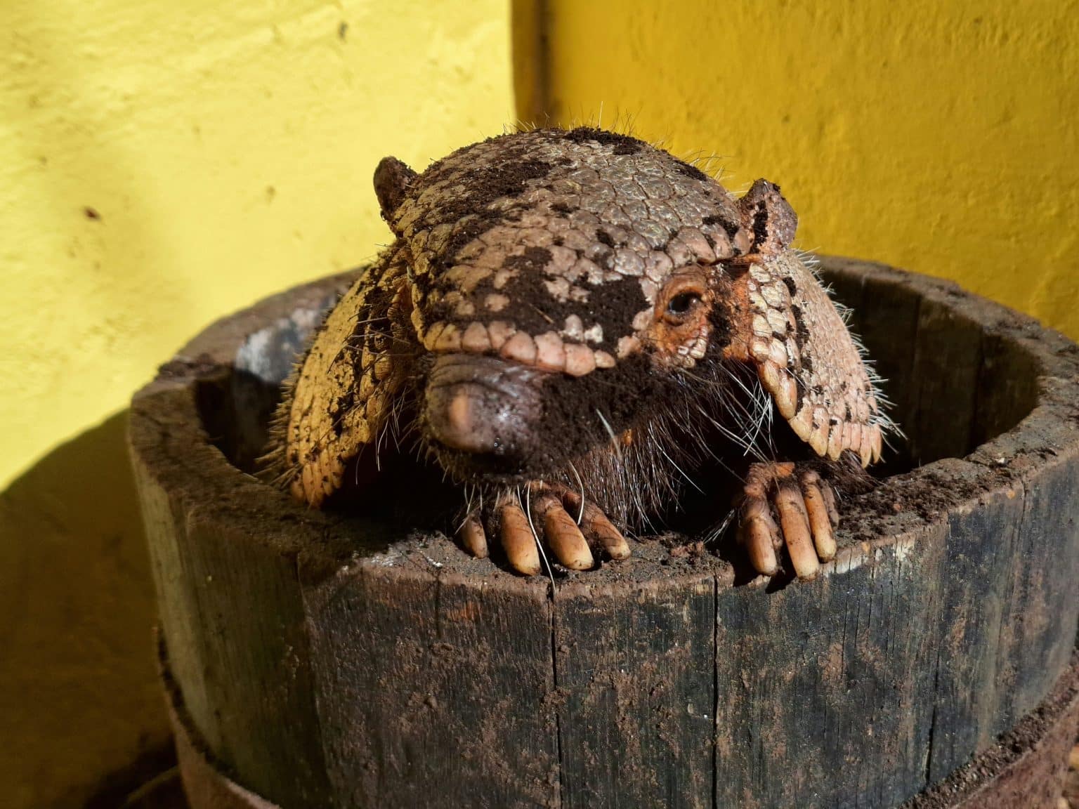 Large hairy armadillo - Newquay Zoo