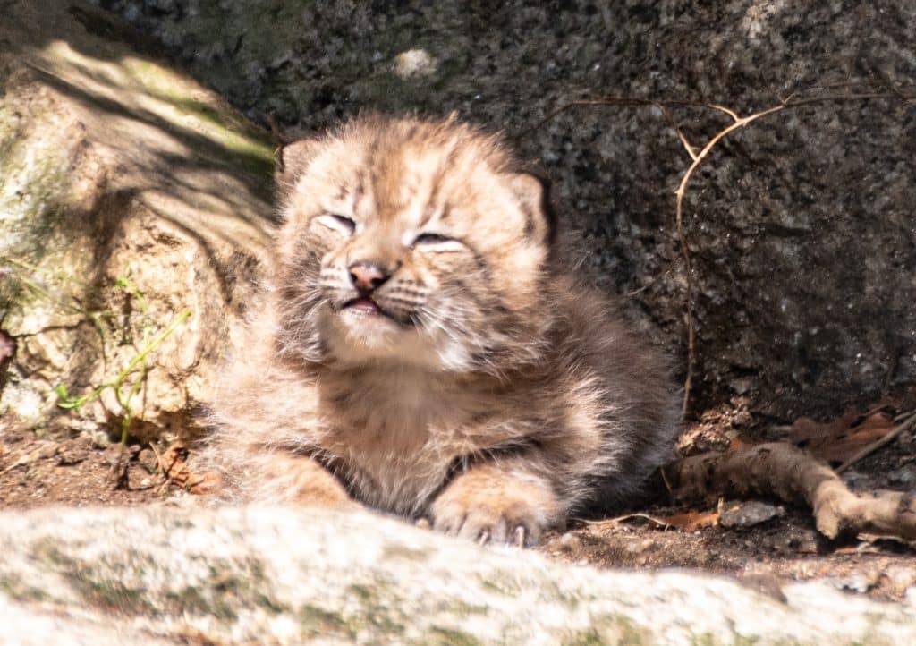 PAWS FOR CELEBRATION AS NEWQUAY ZOO'S LYNX FAMILY GETS BIGGER - Newquay Zoo