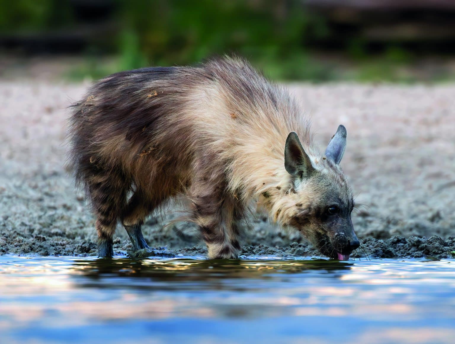 Brown hyena - Newquay Zoo